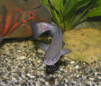Sumik karłowaty (Ameiurus nebulosus). Chów | Multihobby – BLOG ...
