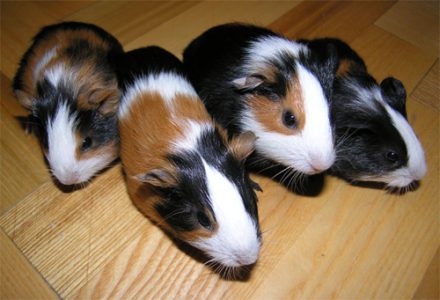 Kawia domowa (Cavia porcellus). Rozród | Multihobby – BLOG PRAWDZIWEGO ...