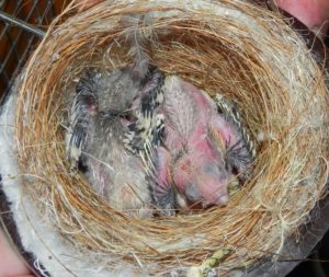 Szczygieł syberyjski (Carduelis C. frigoris syn. Carduelis C. major ...