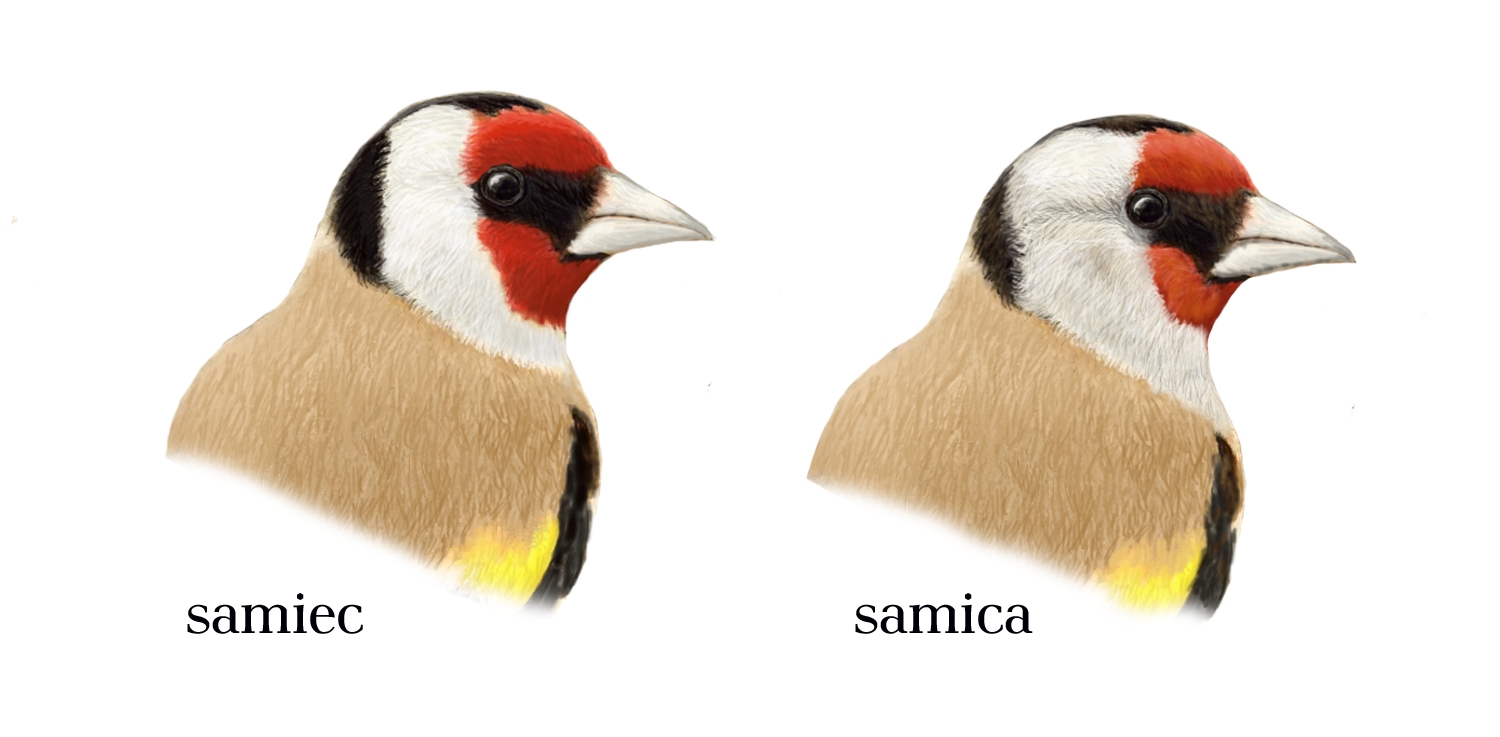 Szczygieł syberyjski (Carduelis C. frigoris syn. Carduelis C. major ...