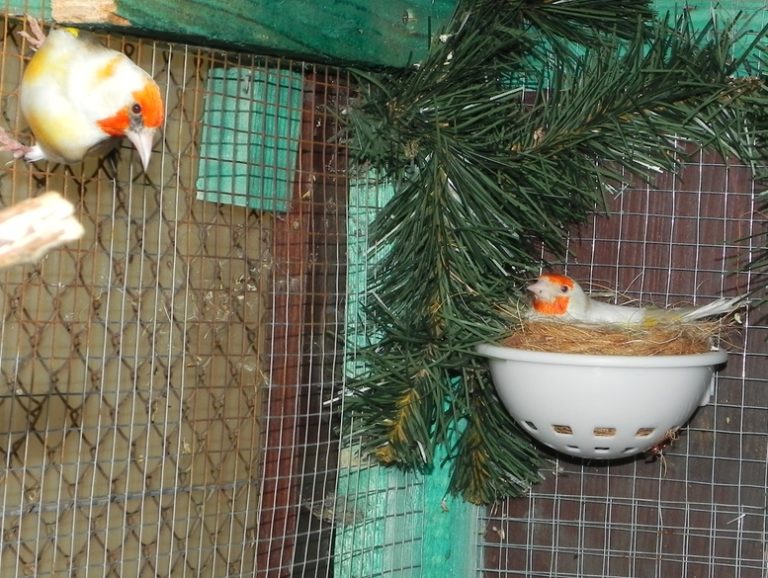 Szczygieł syberyjski (Carduelis C. frigoris syn. Carduelis C. major ...